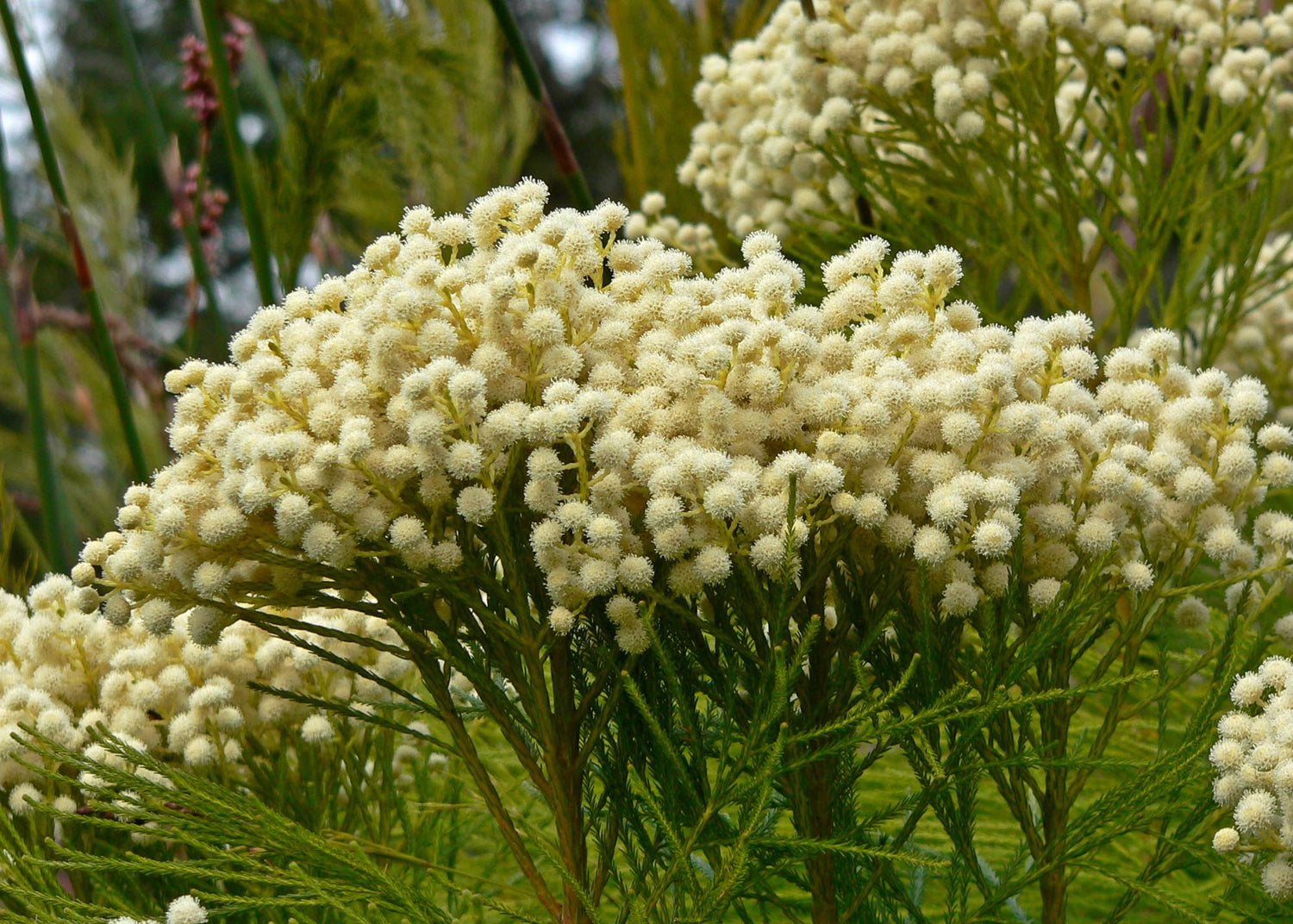Filler – United Flower Wholesale