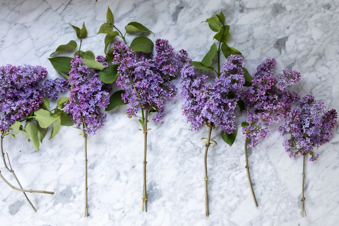 Lilac – United Flower Wholesale