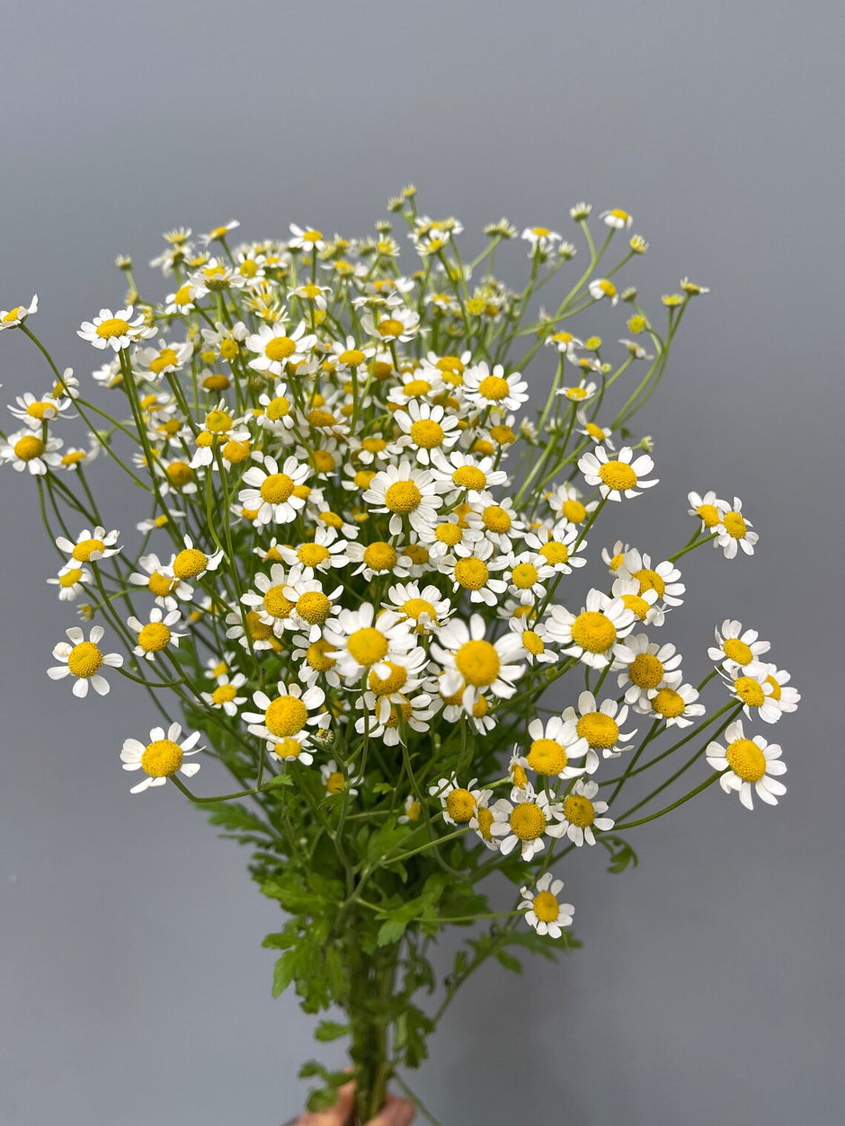 Filler – United Flower Wholesale